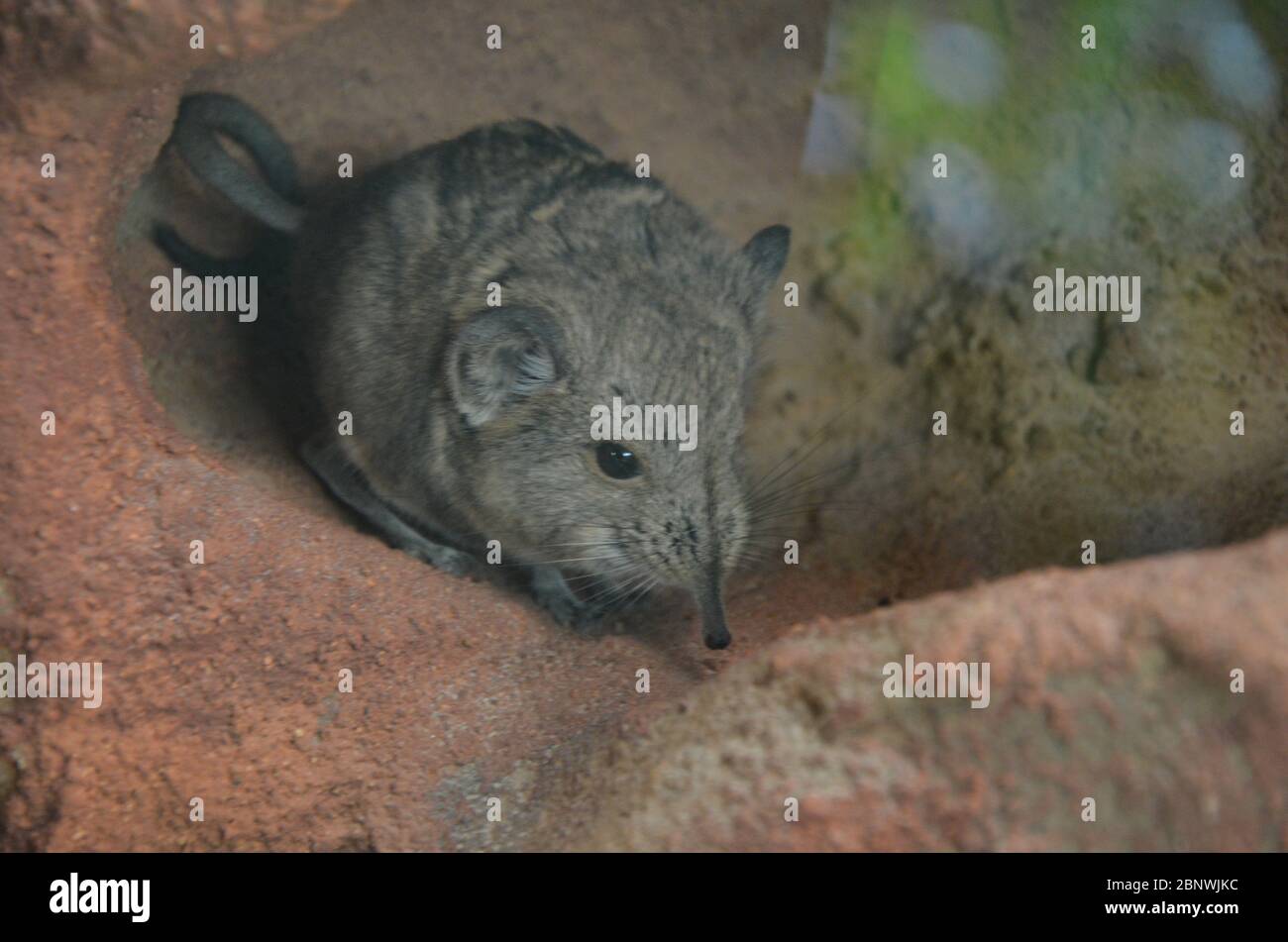 Round-eared sengi (Macroscelides proboscideus), Frankfurt zoo Stock ...