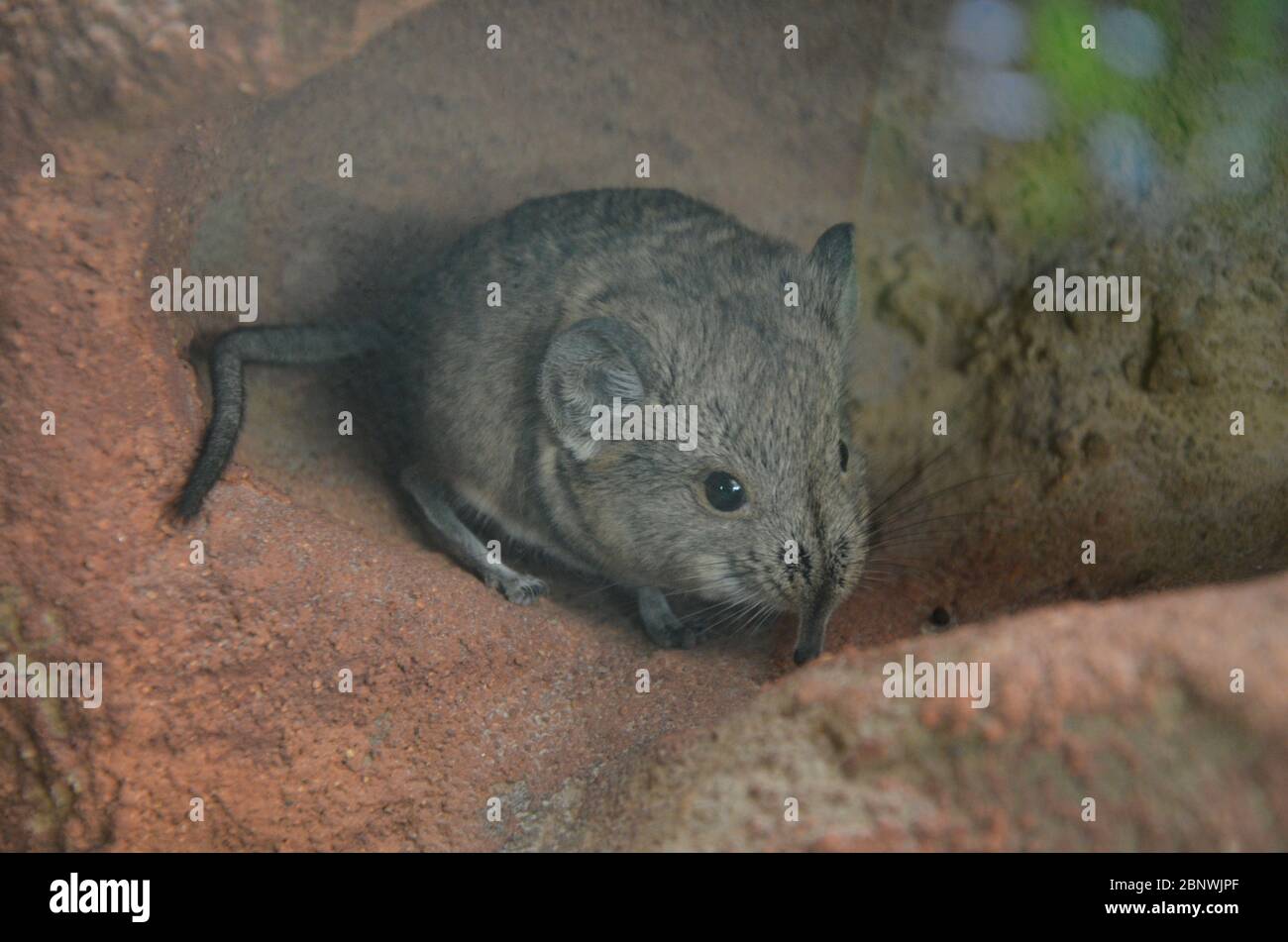 Cute Animals Drawing High Resolution Stock Photography and Images - Alamy