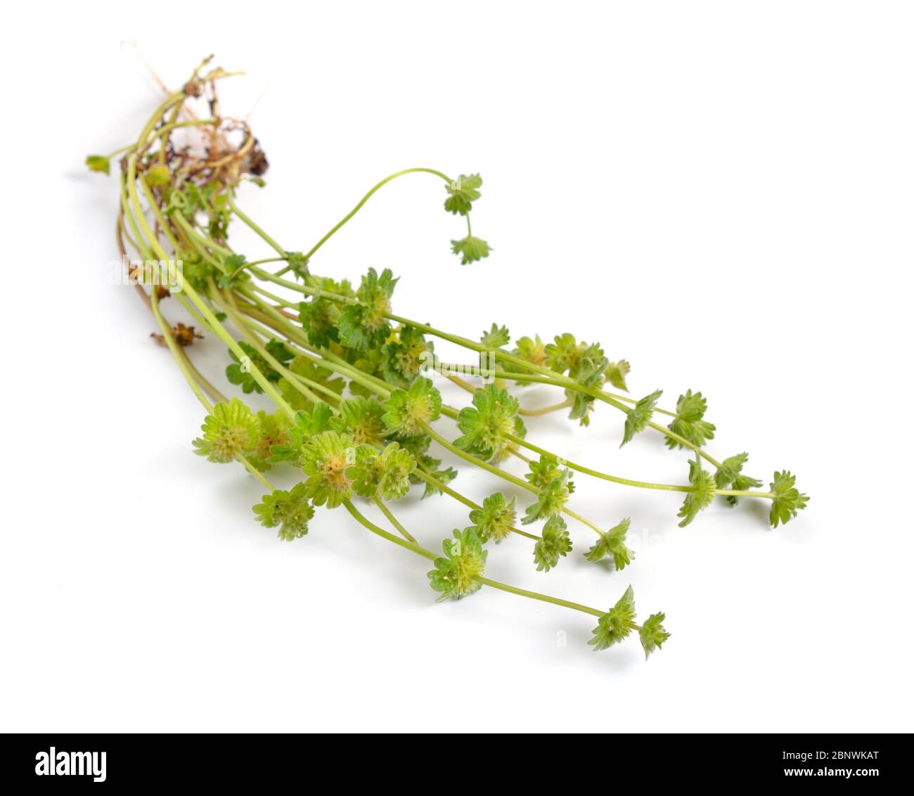 Lamium amplexicaule, commonly known as henbit dead-nettle, henbit or ...