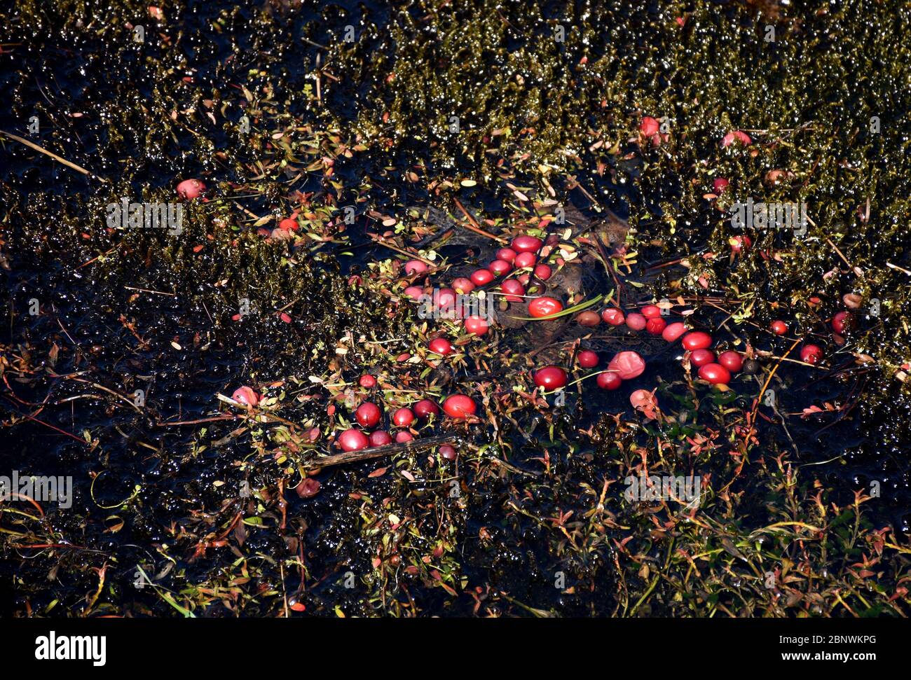 Loose floating cranberries in mud around a bog Stock Photo - Alamy