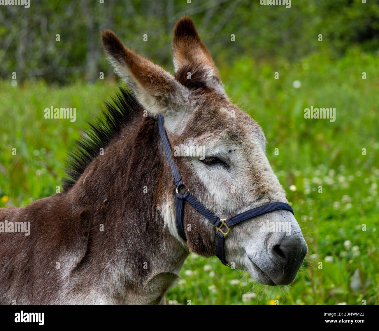 Farm with donkey hi-res stock photography and images - Alamy