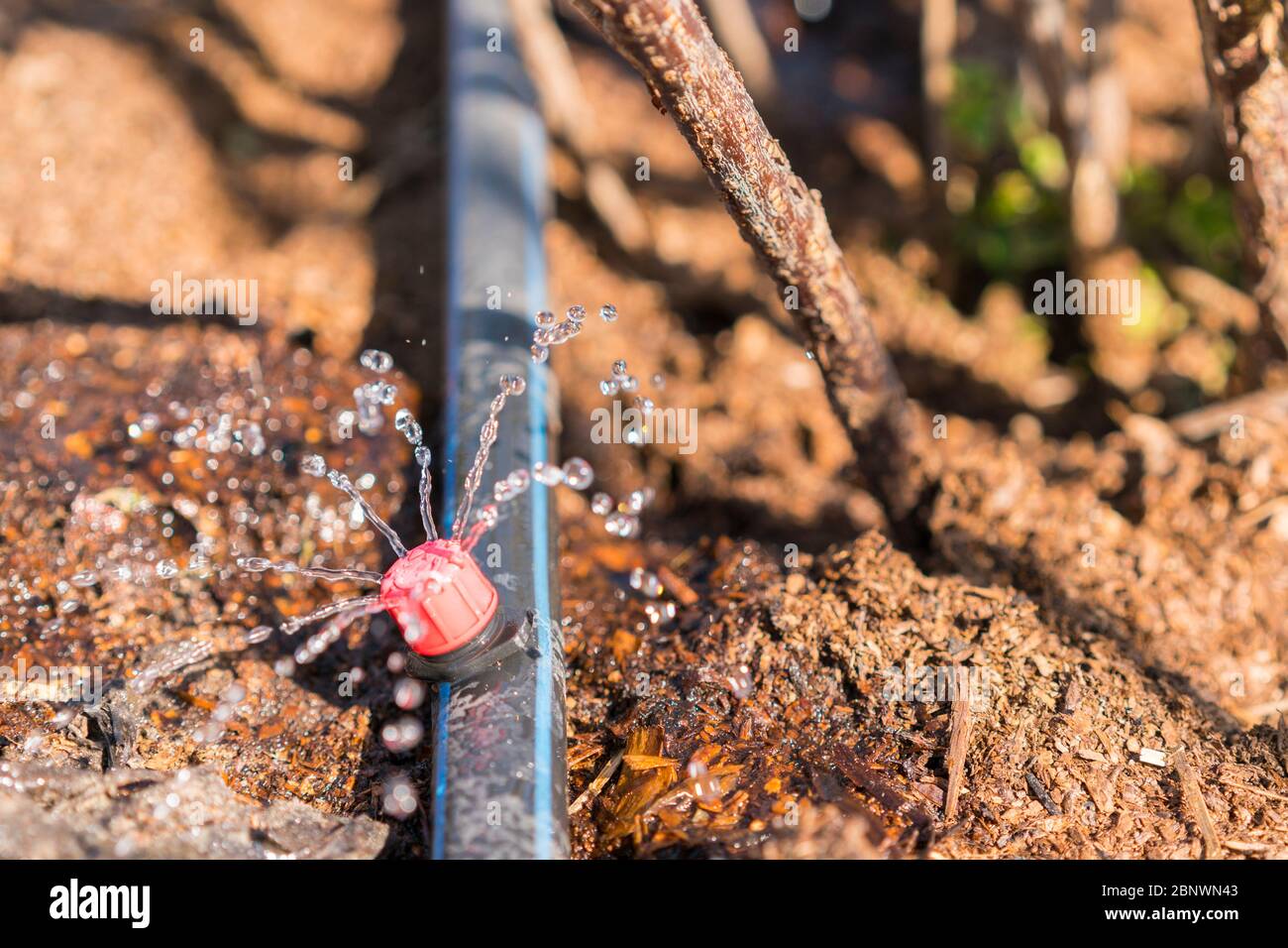Sprinkler systems, drip irrigation, watering lawns. Drip Irrigation System Close Up. Water ...