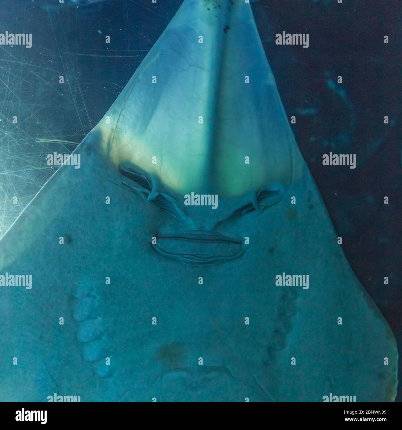 Carpenter sharks hi-res stock photography and images - Alamy