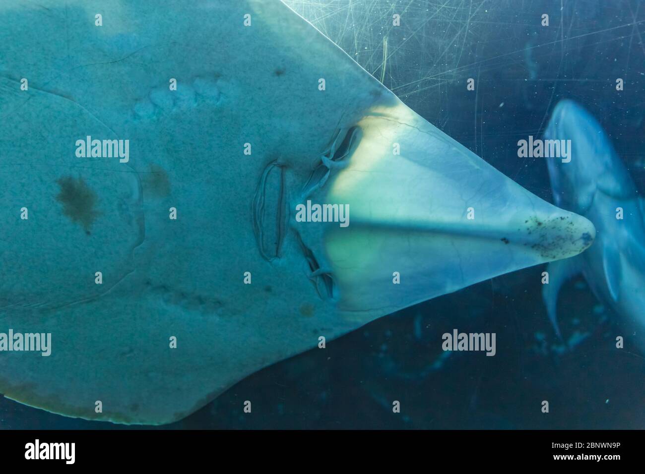 Carpenter sharks hi-res stock photography and images - Alamy