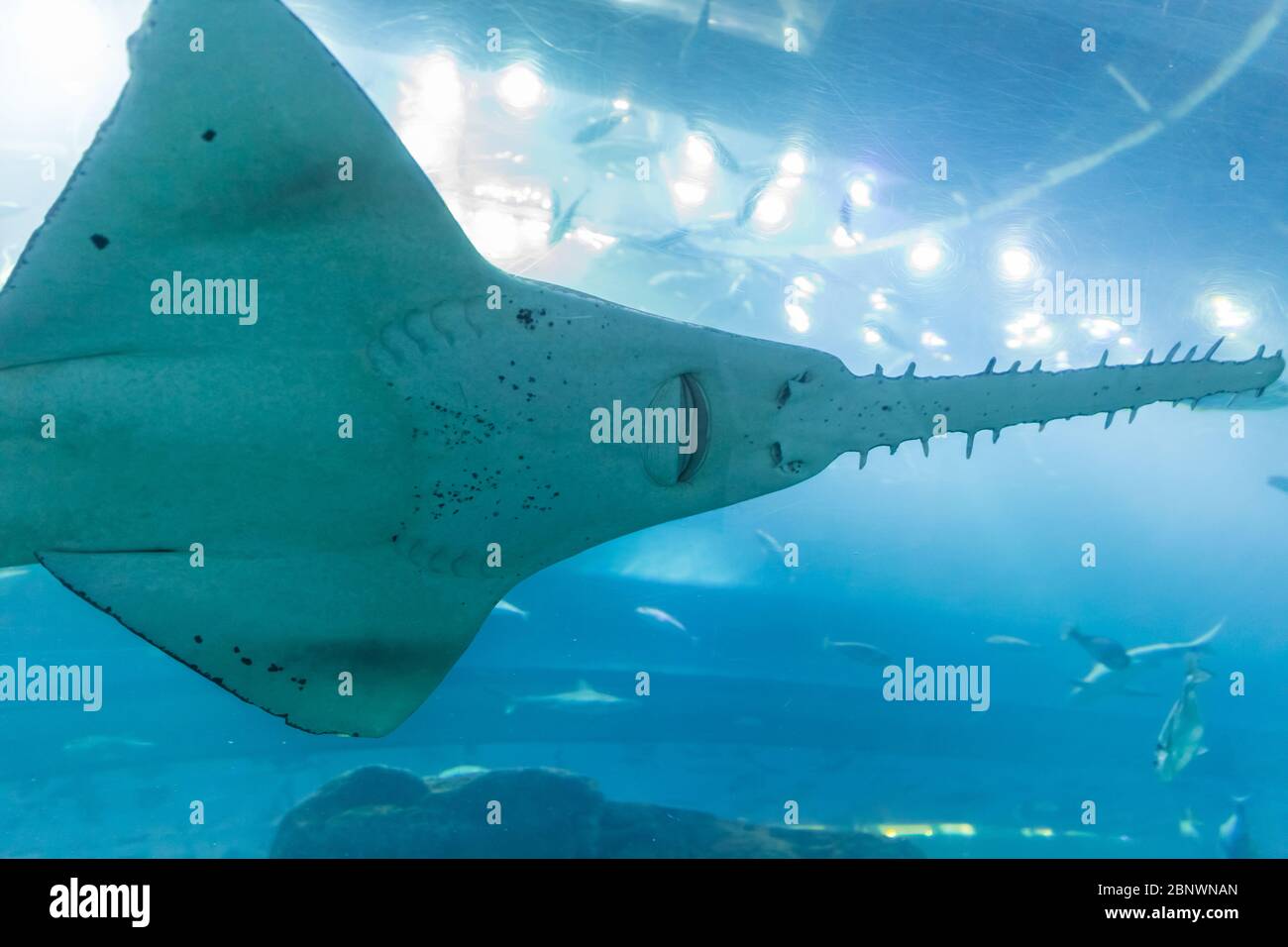 Carpenter sharks hi-res stock photography and images - Alamy