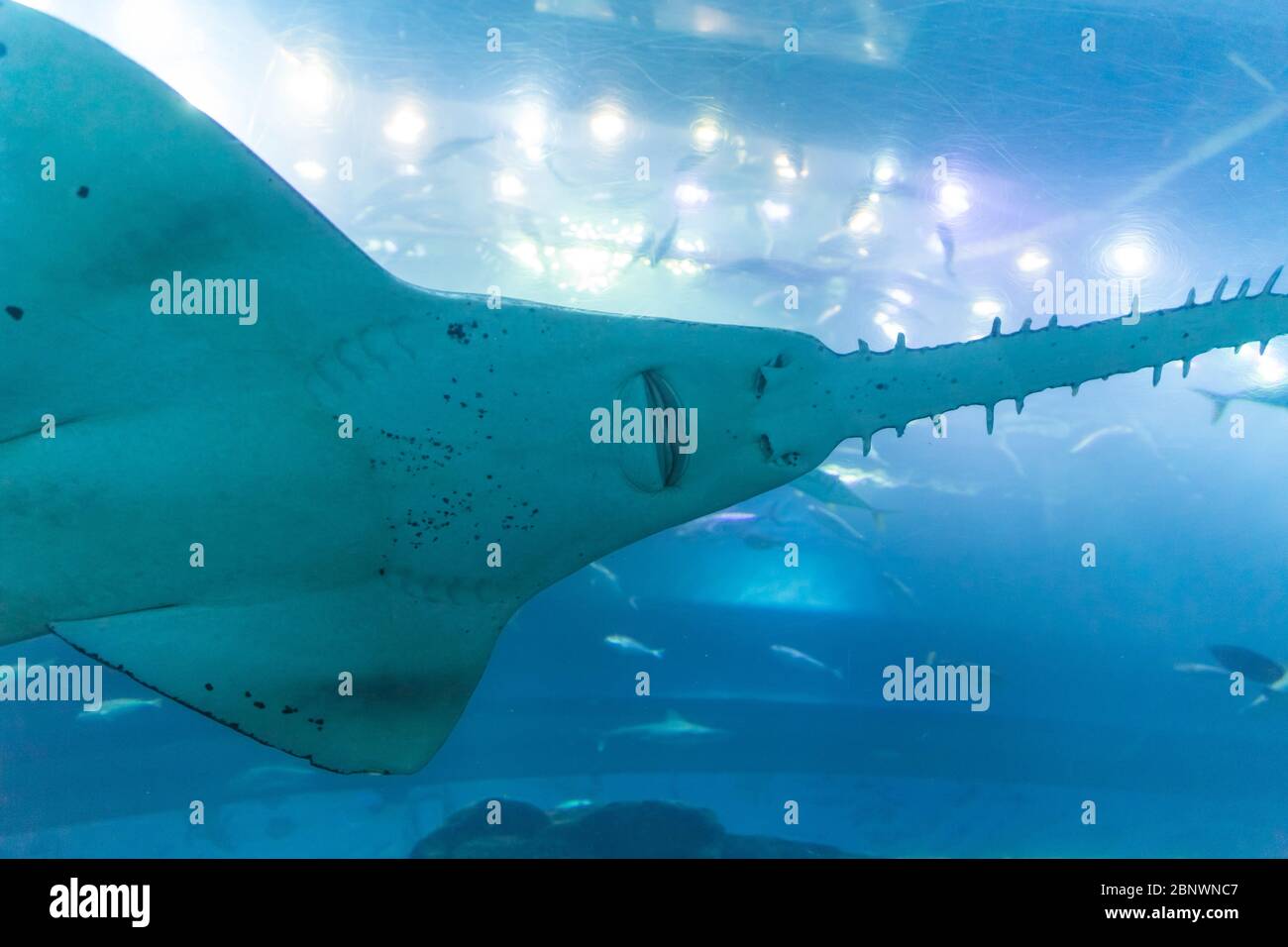 DUBAI, UAE - DECEMBER 03, 2017: the Sawfishes, also known as carpenter ...