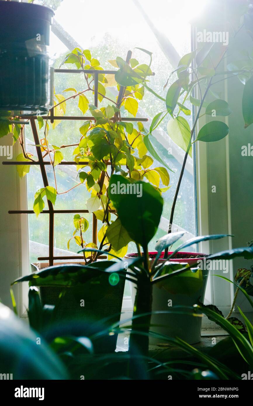 Indoor plants on the window, with bright sunlight, sun rays, selective ...