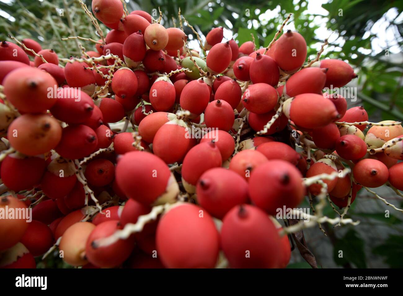 Palm Tree Berries High Resolution Stock Photography and Images - Alamy
