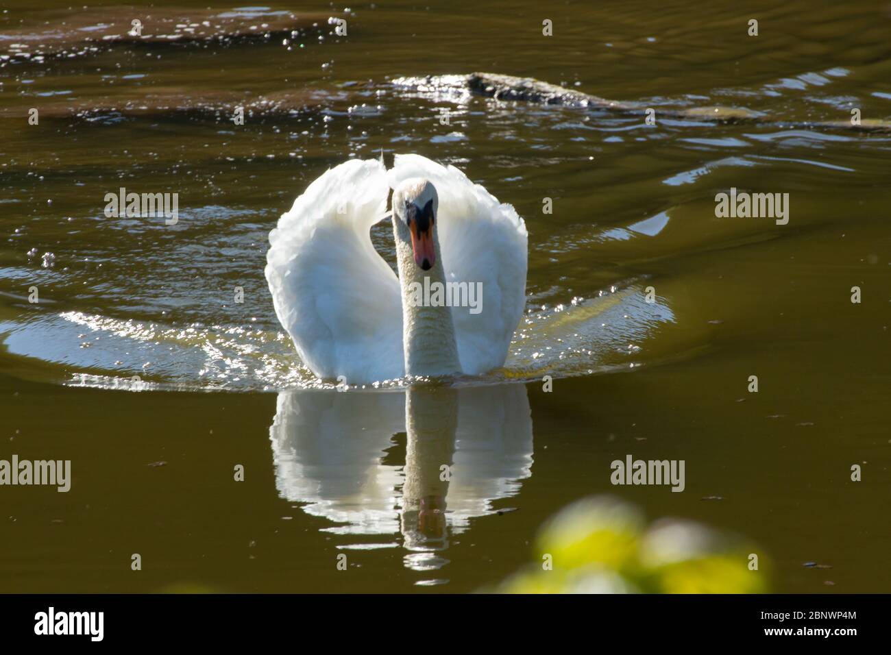 Swim toward hi-res stock photography and images - Alamy