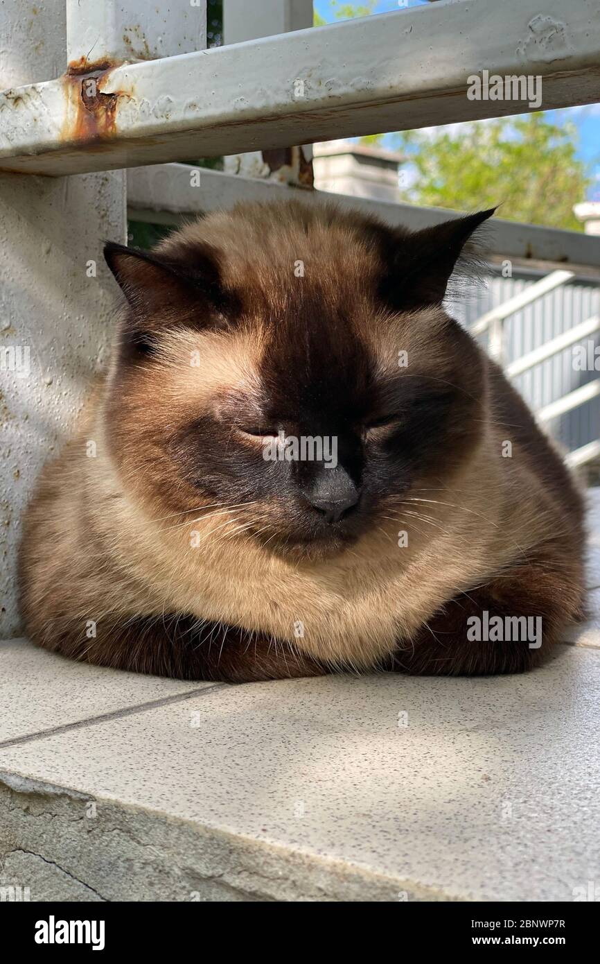 Close up of cute blue-eyed siamese cat lying on the tile floor ...