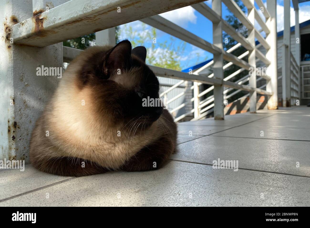 Close up of cute blue-eyed siamese cat lying on the tile floor of the ...