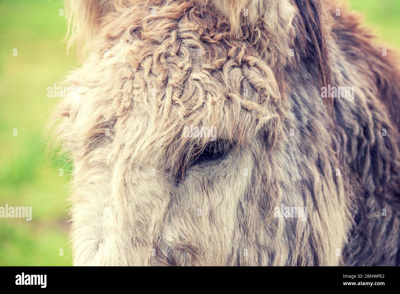 Mule portrait countryside hi-res stock photography and images - Alamy