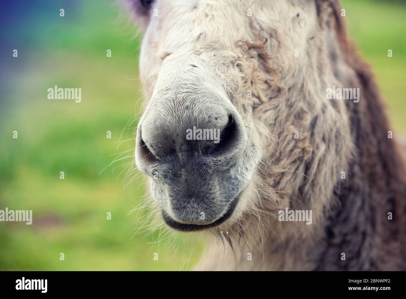 Donkey nose hi-res stock photography and images - Alamy