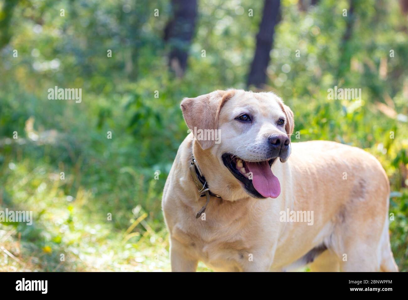 Labrador retriever dog walks in the summer forest Stock Photo - Alamy