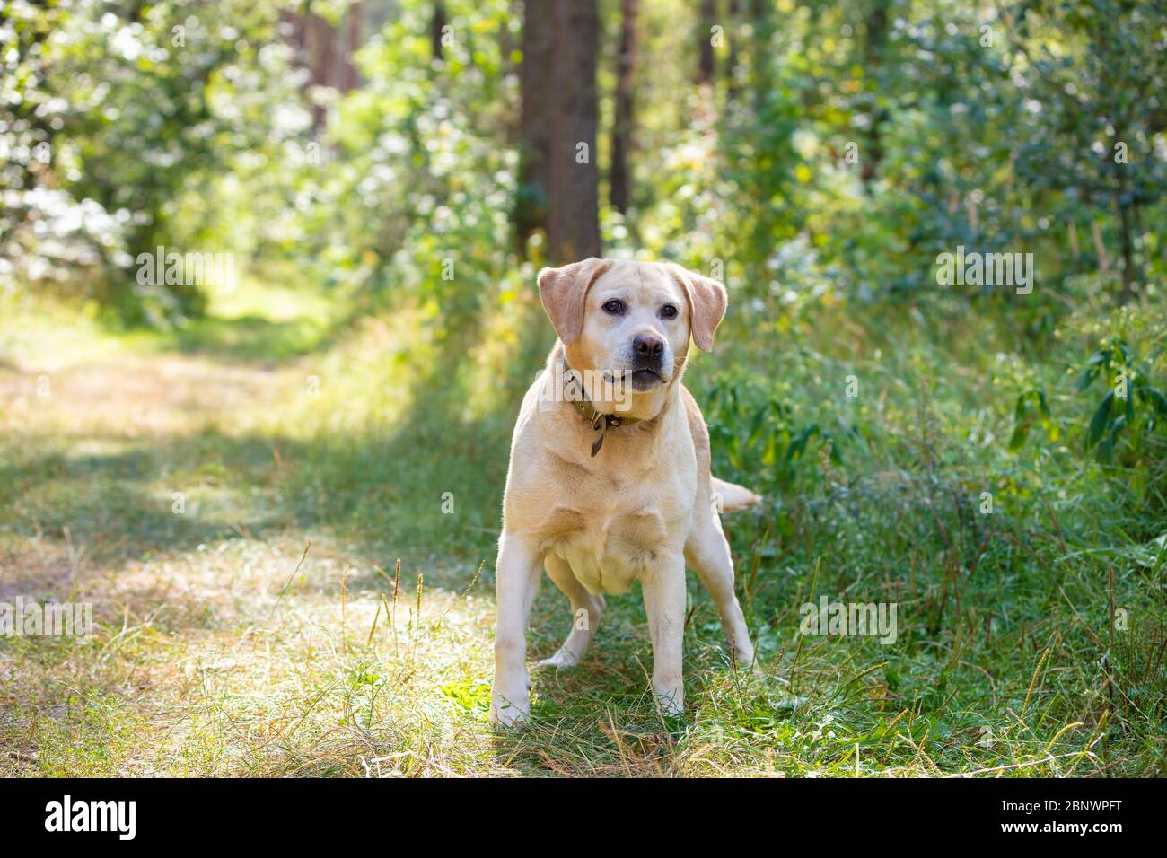 Dog walks in summer hi-res stock photography and images - Alamy