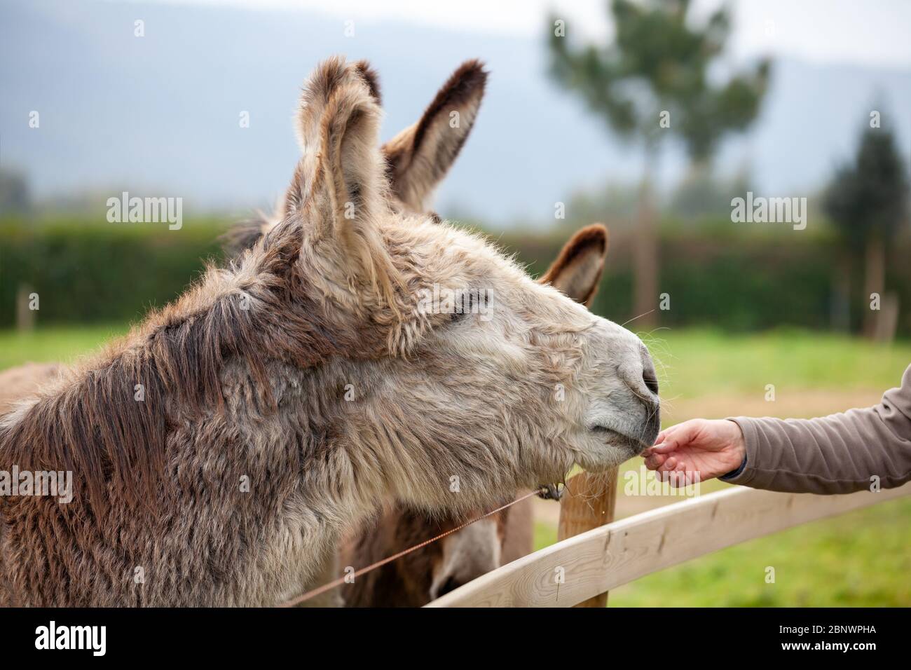 Family of donkeys outdoors in spring Stock Photo - Alamy