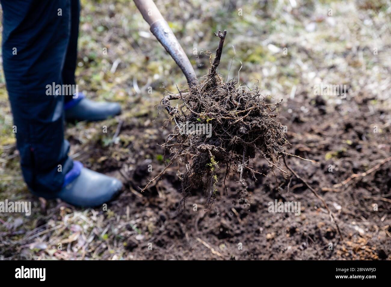 Green manure digging in hi-res stock photography and images - Alamy