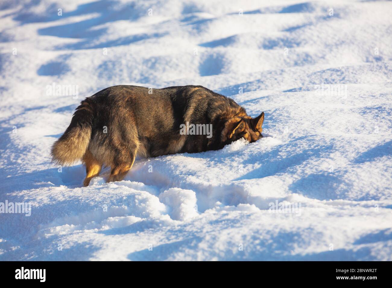 Deep field hi-res stock photography and images - Alamy