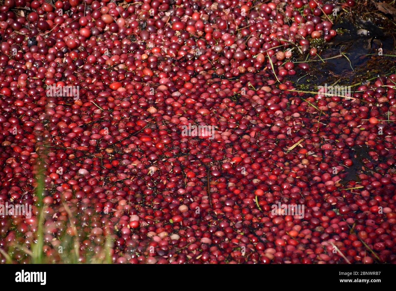 Floating red cranberries on a cranberry bog Stock Photo - Alamy