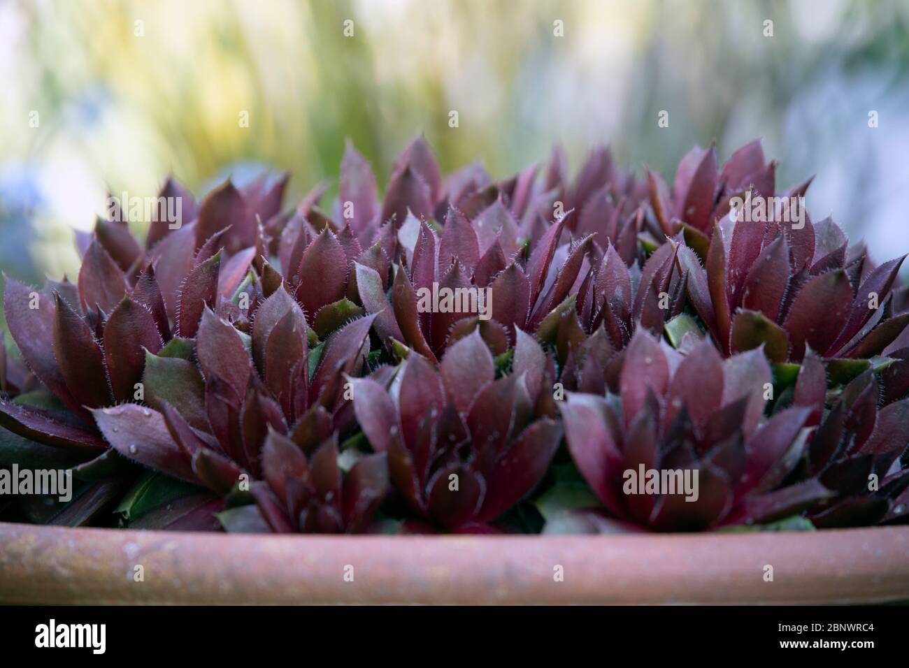 Sempervivum tectorum succulent hi-res stock photography and images - Alamy