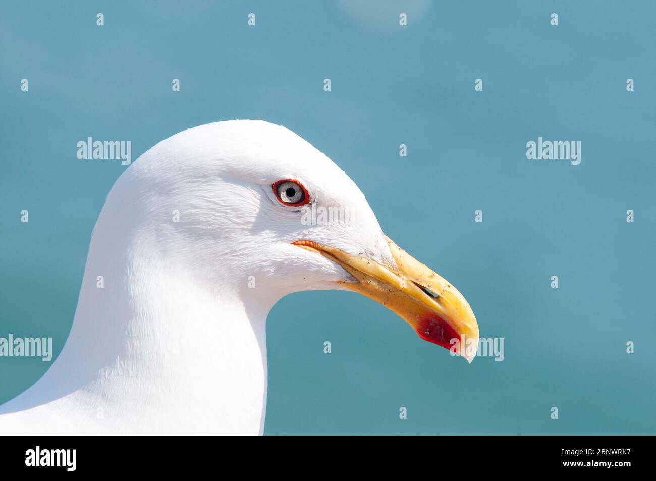 Close up seagull alone, with yellow and red beak and gray eyes. In the ...