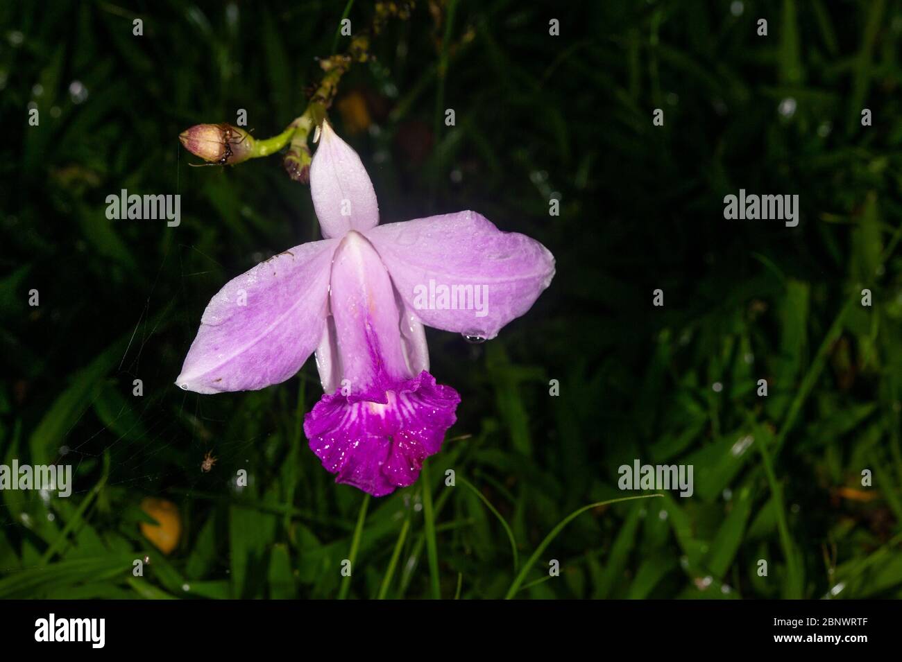 Dimerandra hi-res stock photography and images - Alamy