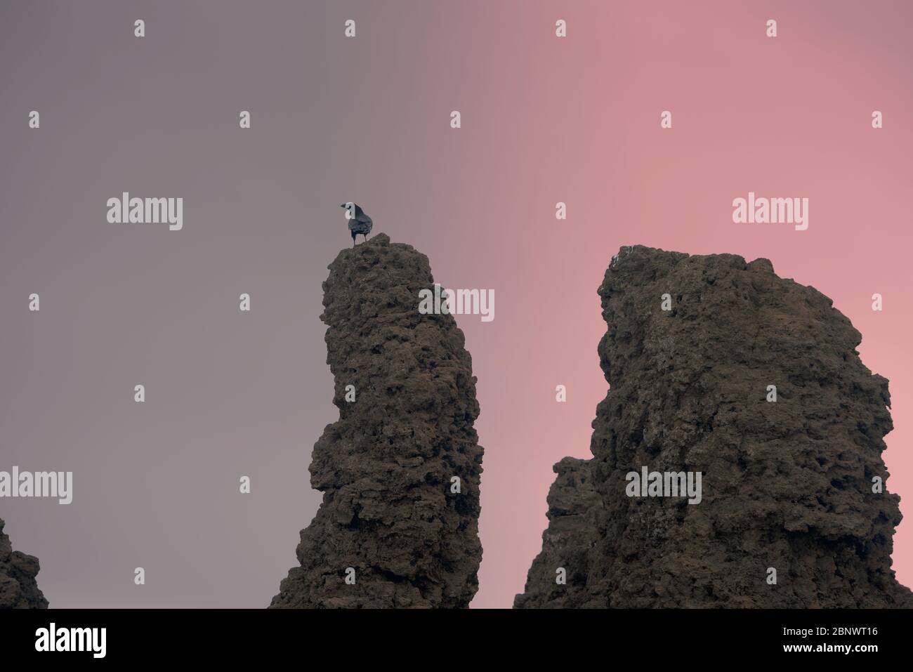 Raven on rocks hi-res stock photography and images - Alamy
