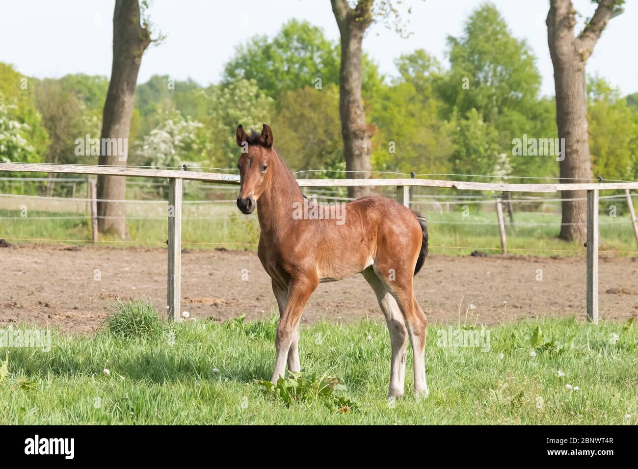 Newborn foal feet hi-res stock photography and images - Alamy