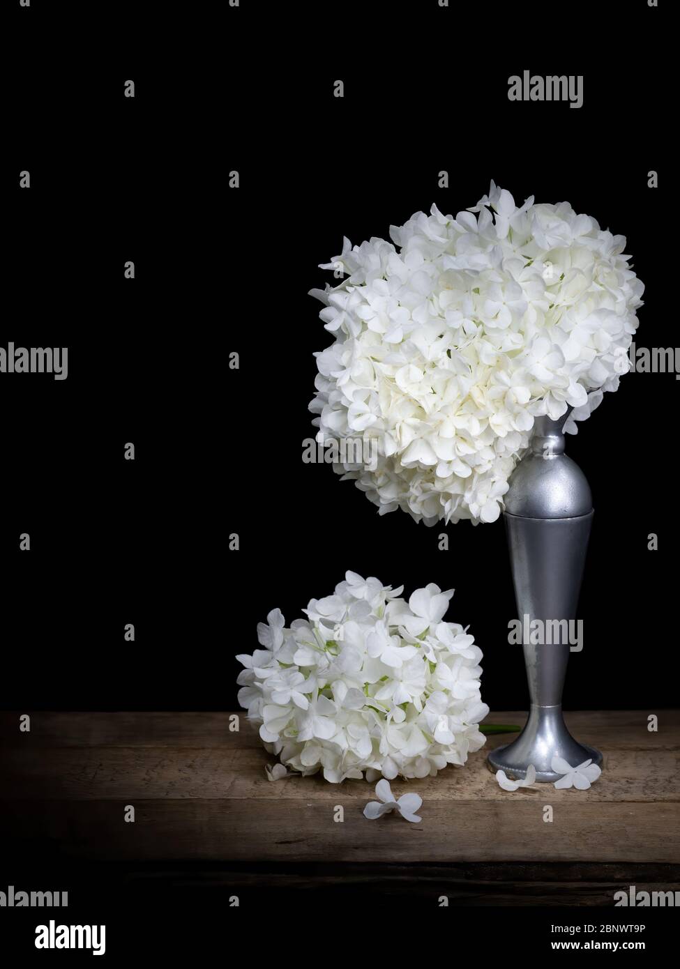 Viburnum opulus aka Snowball Tree, Guelder rose. With vase. Life, death ...