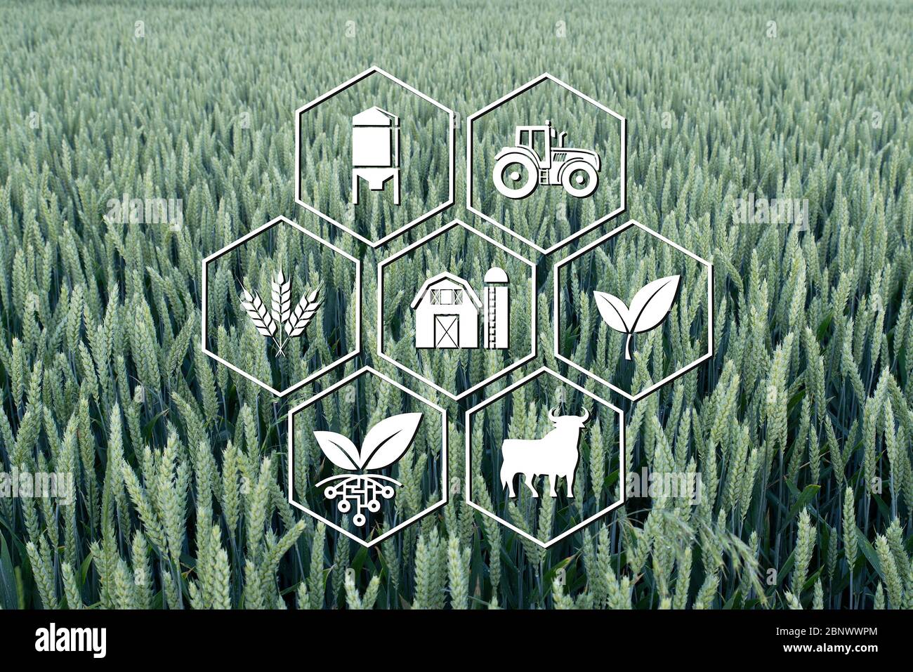 Icon of various symbols of agriculture Stock Photo - Alamy