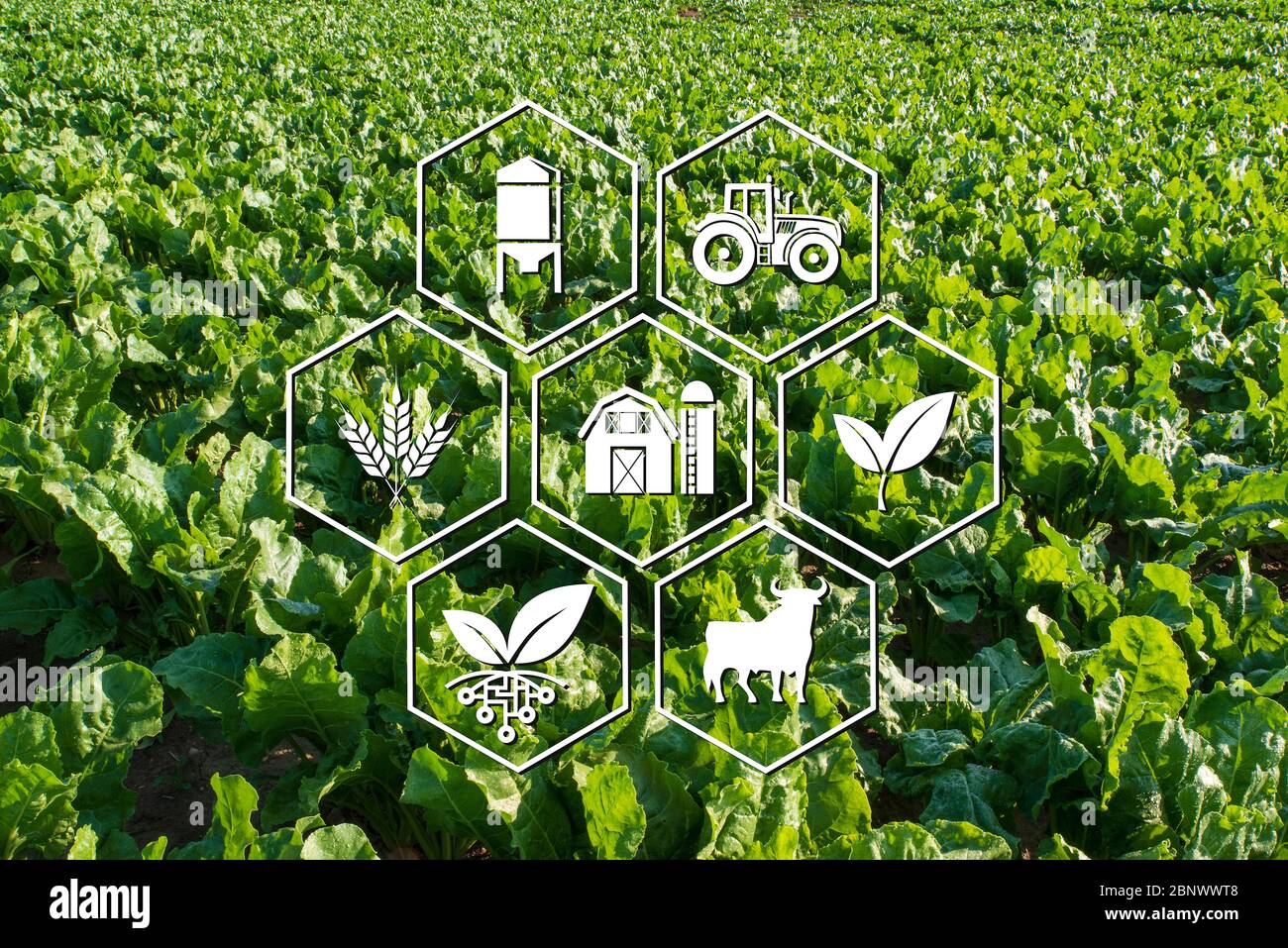 Icon of various symbols of agriculture Stock Photo - Alamy