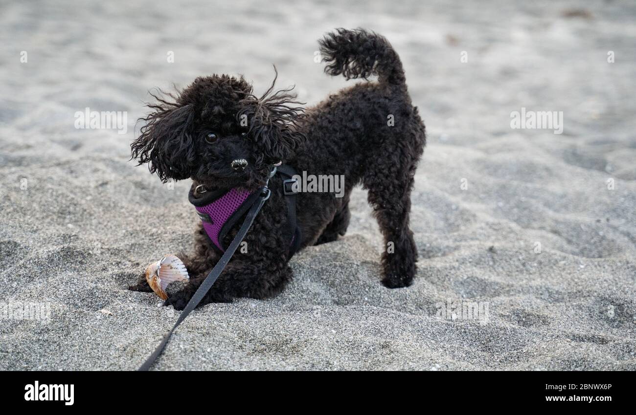 Puppy dog playing with shell on beach Stock Photo - Alamy