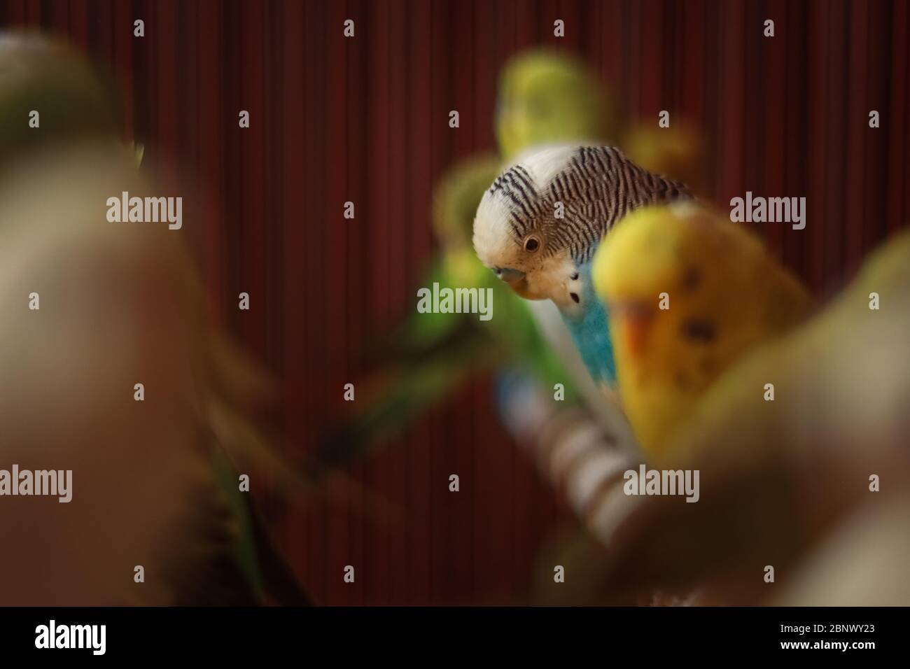 Portrait of a caged Budgie Parrot who looks sad sitting there trapped ...