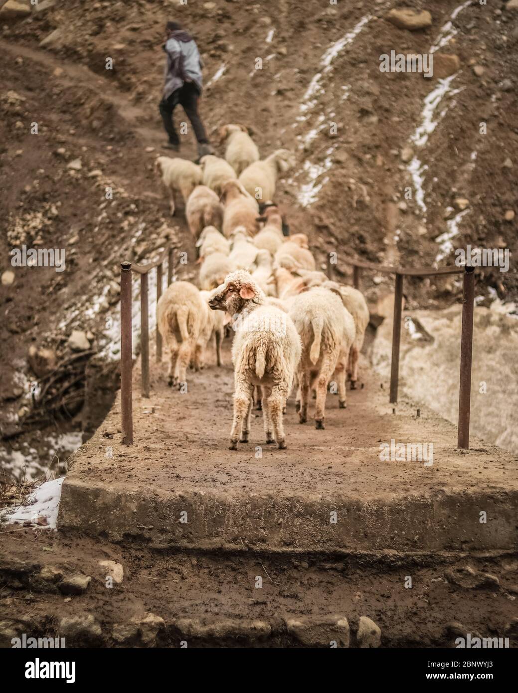 Herd instinct hi-res stock photography and images - Alamy