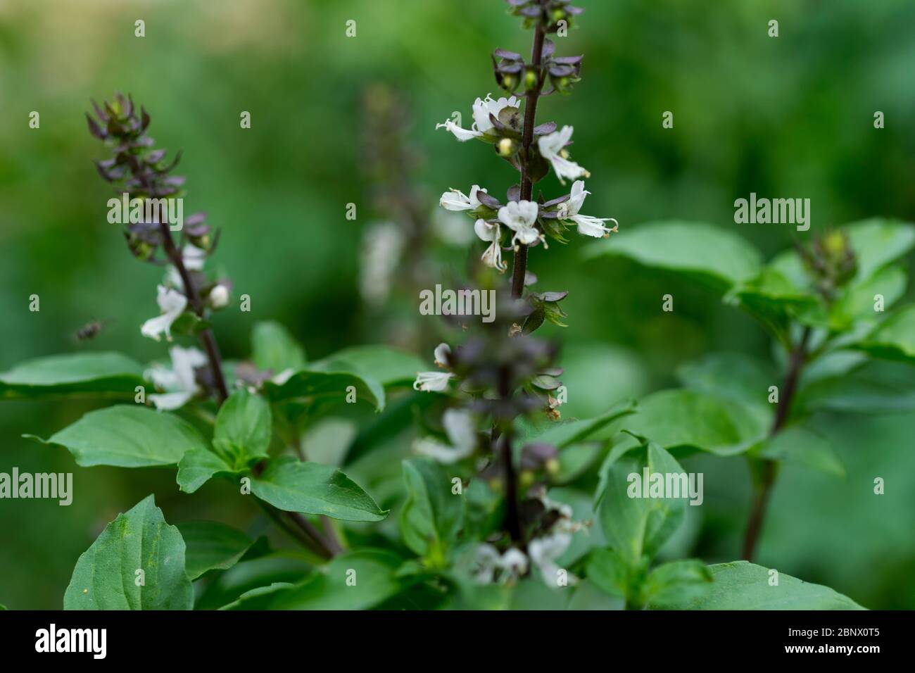 Basil flower hi-res stock photography and images - Alamy