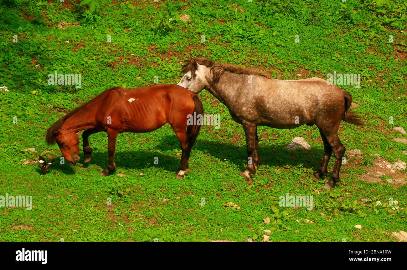 Mare and stallion mating hi-res stock photography and images - Alamy