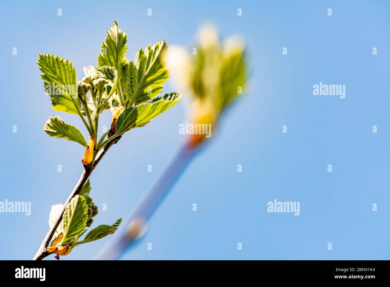 Sorb leaf hi-res stock photography and images - Alamy