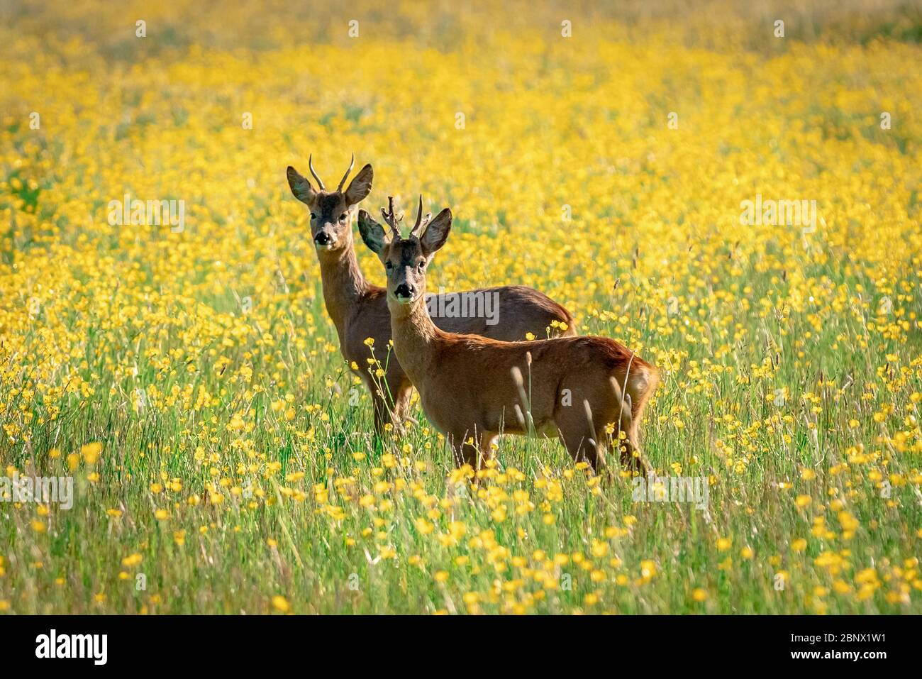 Fawns born in the spring hi-res stock photography and images - Alamy