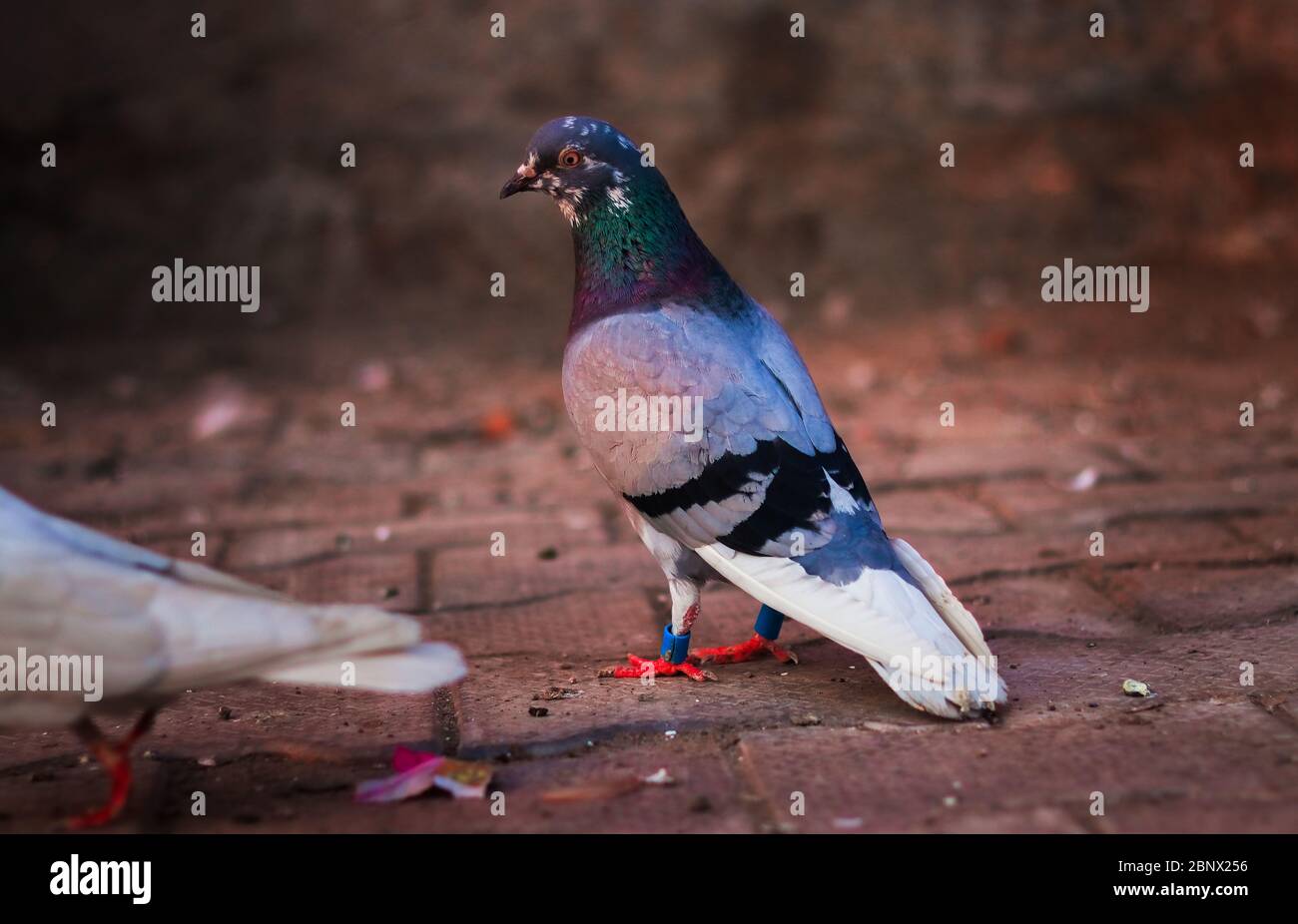 Sad pigeon hi-res stock photography and images - Alamy