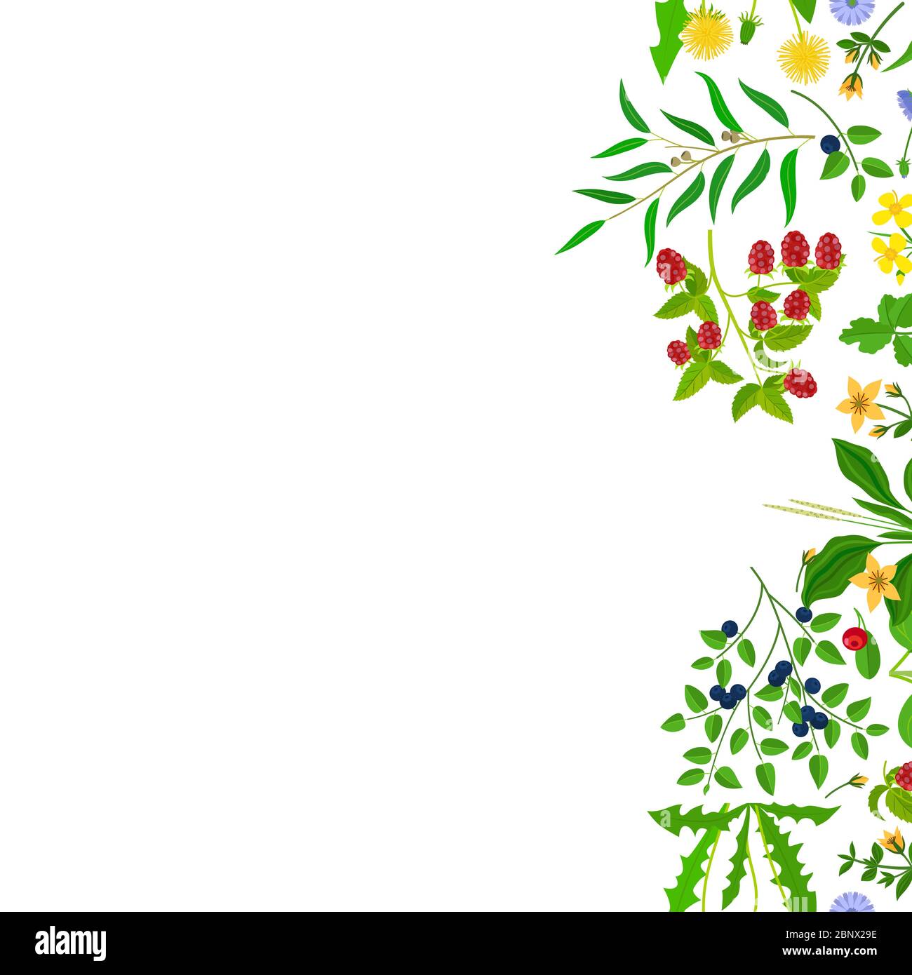 Herb border isolated on white background. Vector illustration Stock ...
