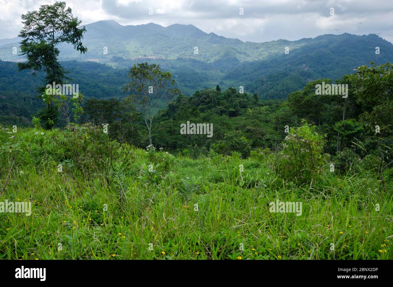 West java tea hi-res stock photography and images - Alamy