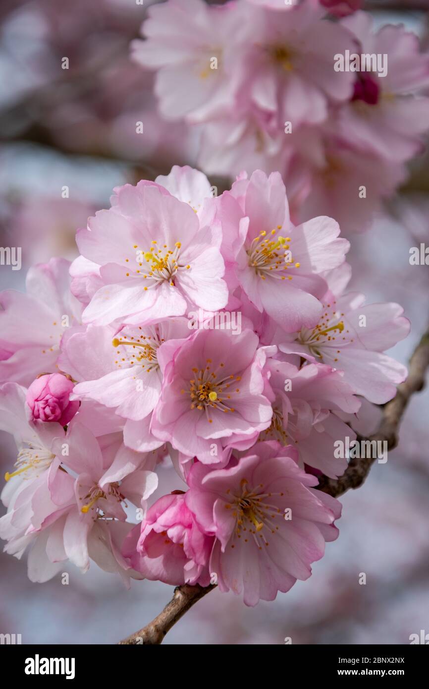 One brief season moment in spring time is the blooming of sakura tree ...