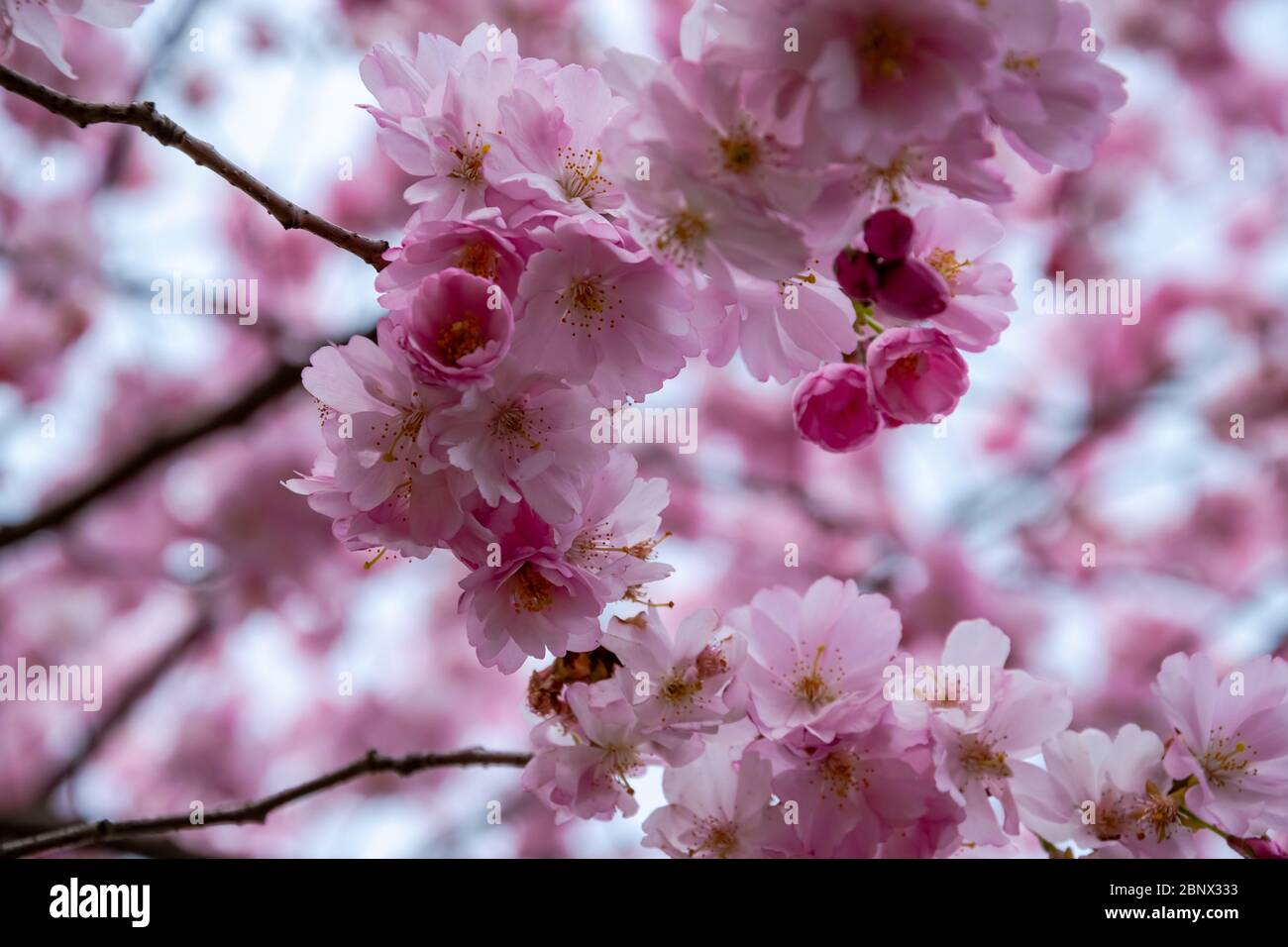 One brief season moment in spring time is the blooming of sakura tree ...