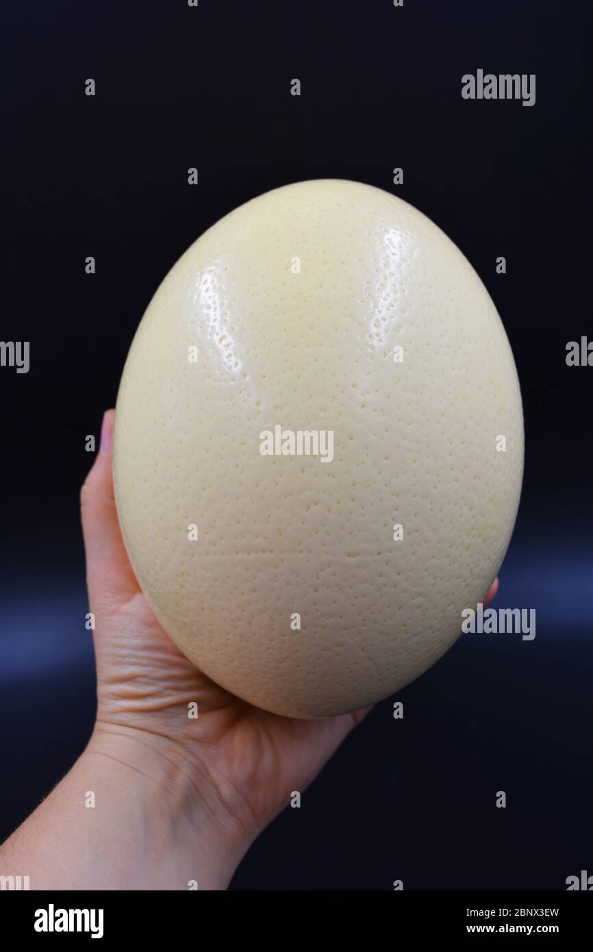 Large ostrich egg located on a black background Stock Photo - Alamy