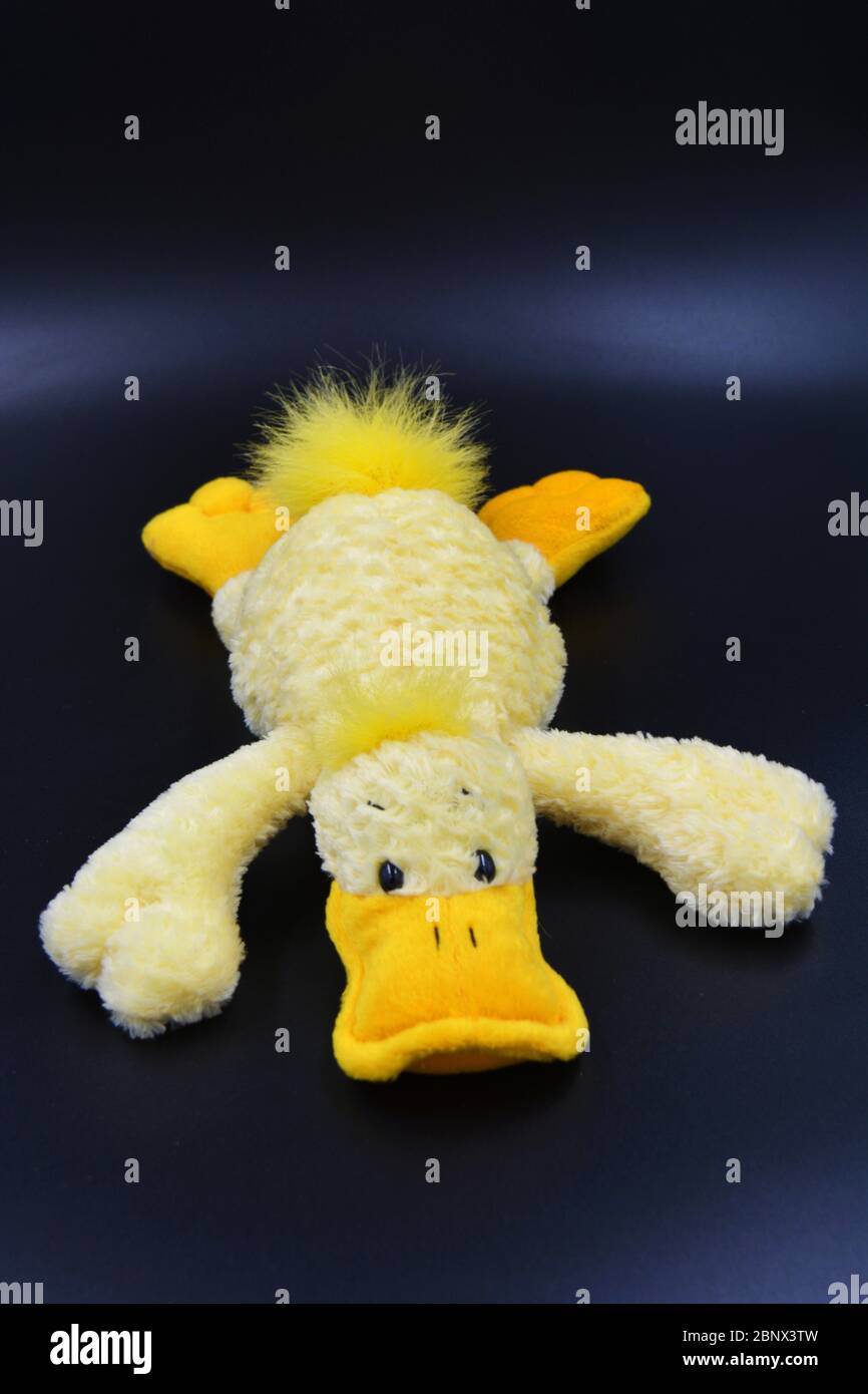 Soft funny toy, curly yellow duck located on a black background Stock ...