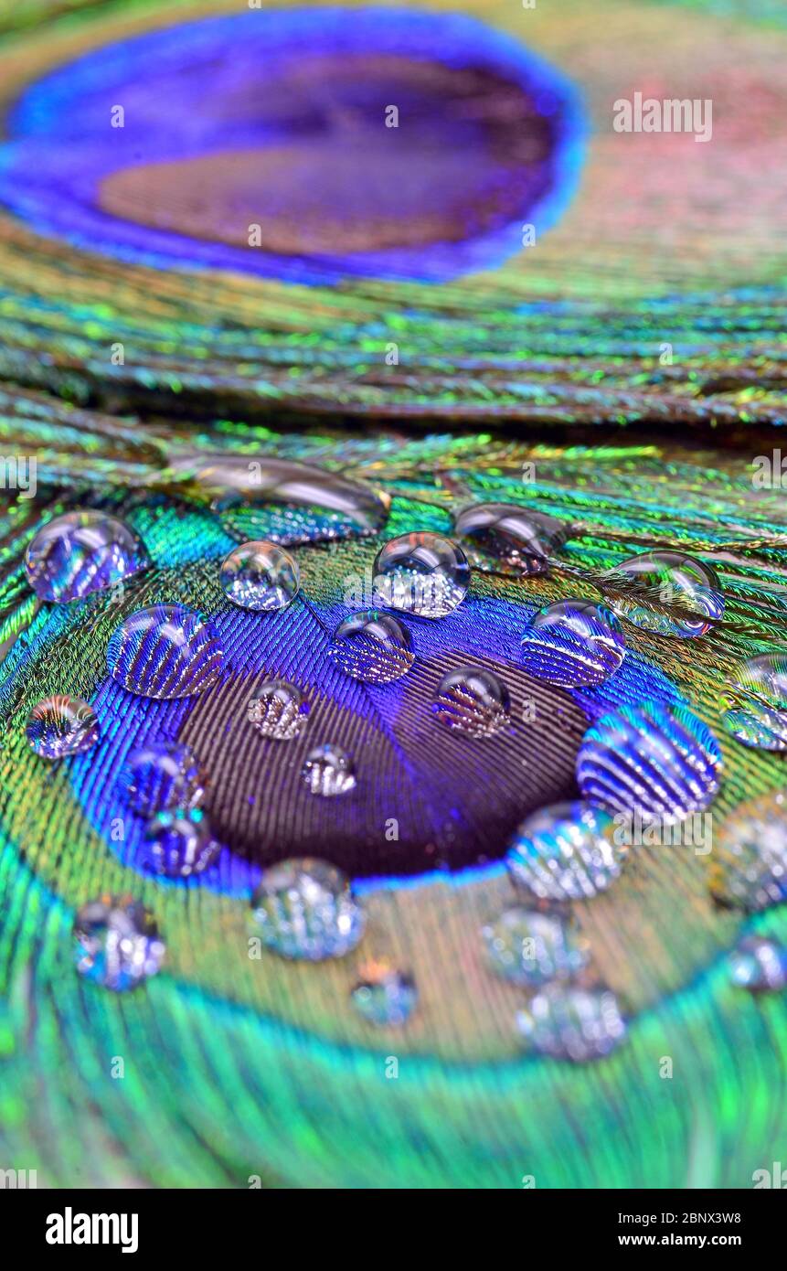 peacock feather close up Stock Photo - Alamy