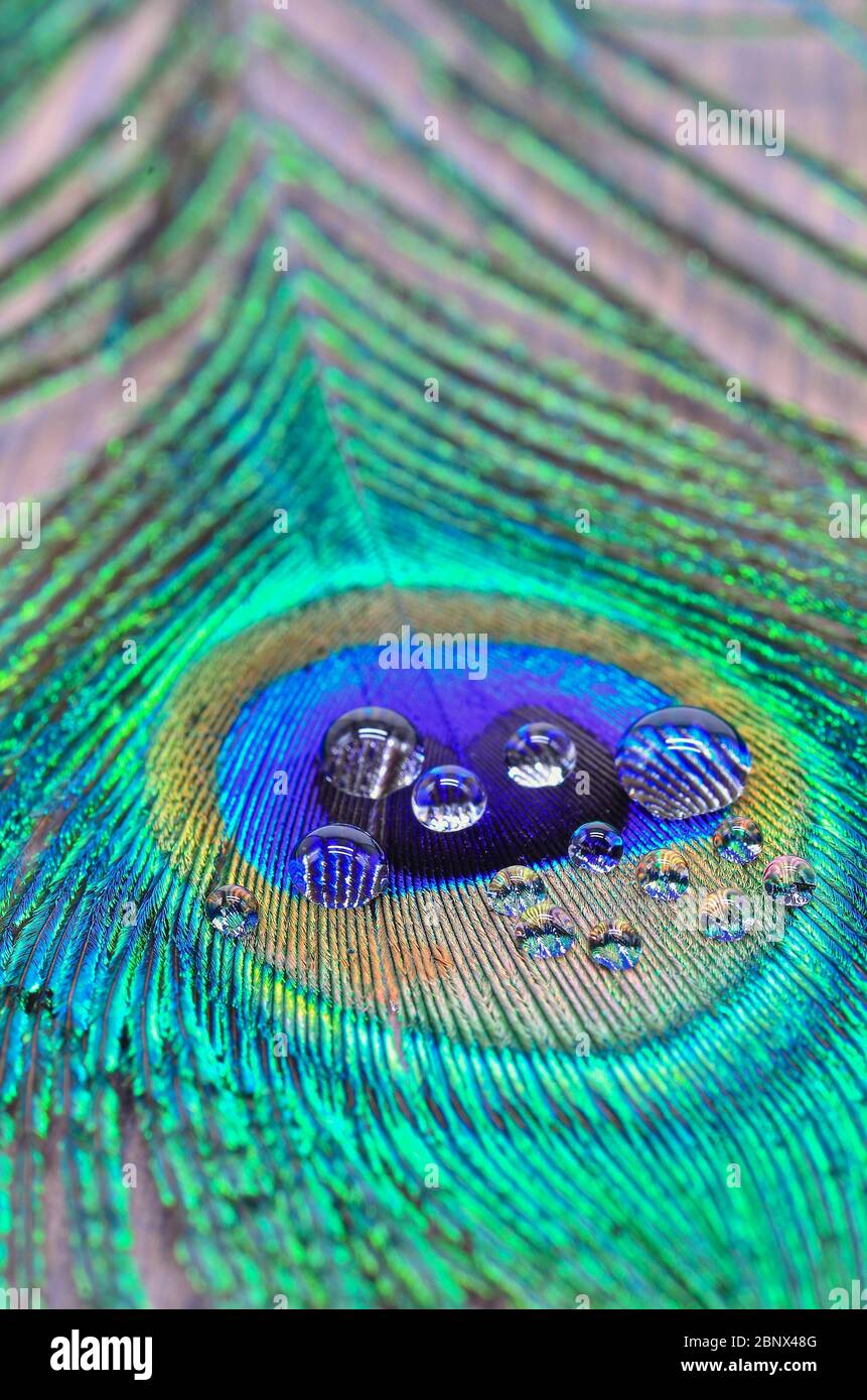 peacock feather close up Stock Photo - Alamy