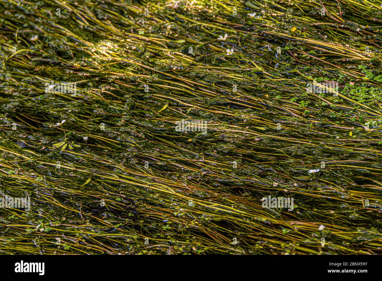 background of root plants and aquatic flowers in a river stream Stock ...