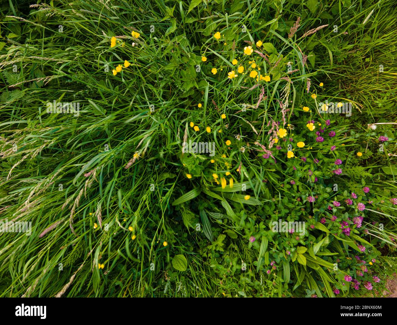 Grass and flower texture background Stock Photo - Alamy