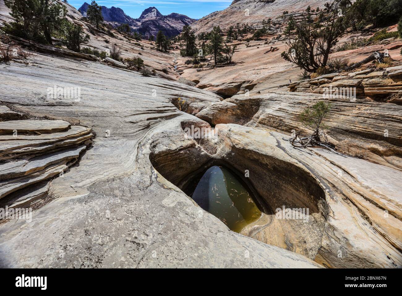 The Many Pools "trail" in Zion National Park, Utah Stock Photo - Alamy